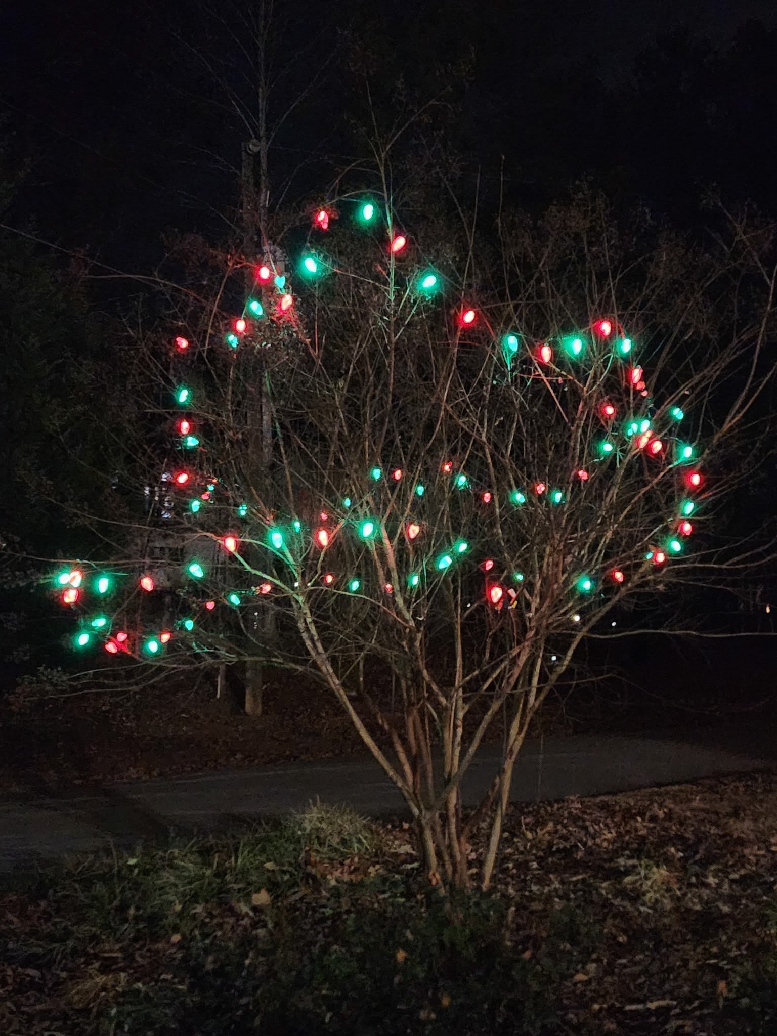 A pic I took at my parent's house on Christmas. | Pictures & Pics