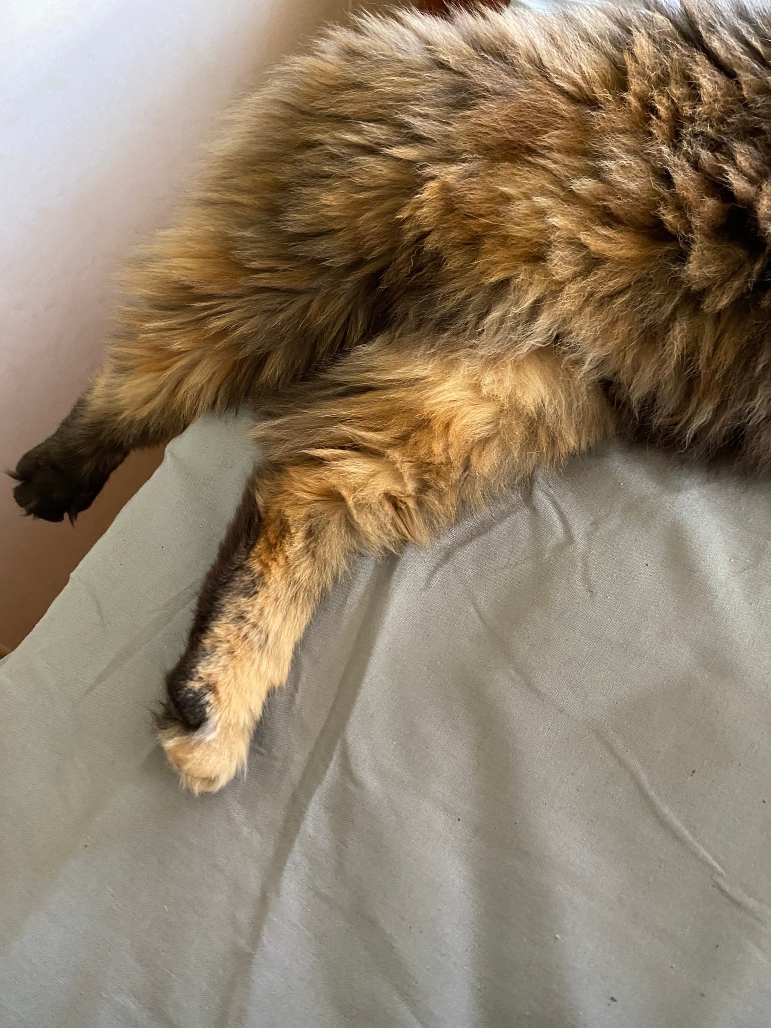 It’s even doing the ‘one foot hanging off the bed’ thing now 😑 | Nature ...