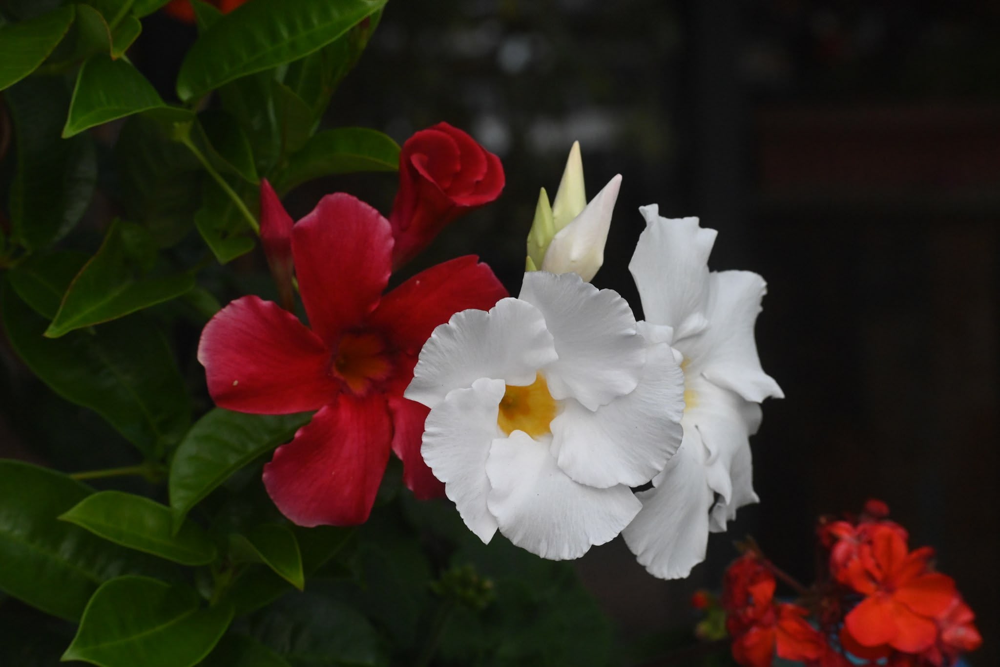 Beautiful Mandevilla flowers 🤍 | Flowers