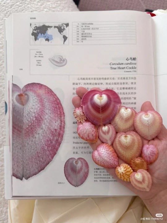 Nature's true colors Pink heart cockles 😍🩷 "They are native to the warm ...
