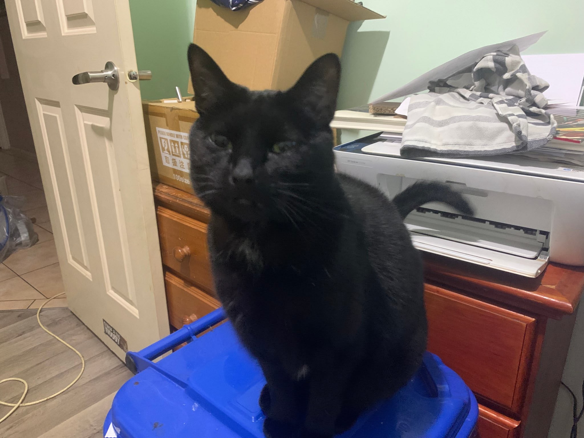 My little black cat 🐈‍⬛ wanting me to feed him | Cats & Dogs