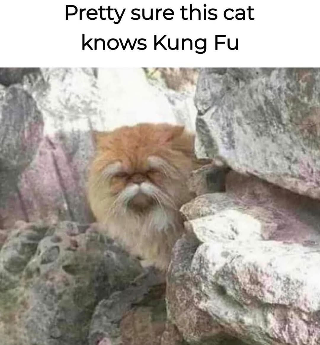 Grandmaster of the cat claw technique..... | Aww