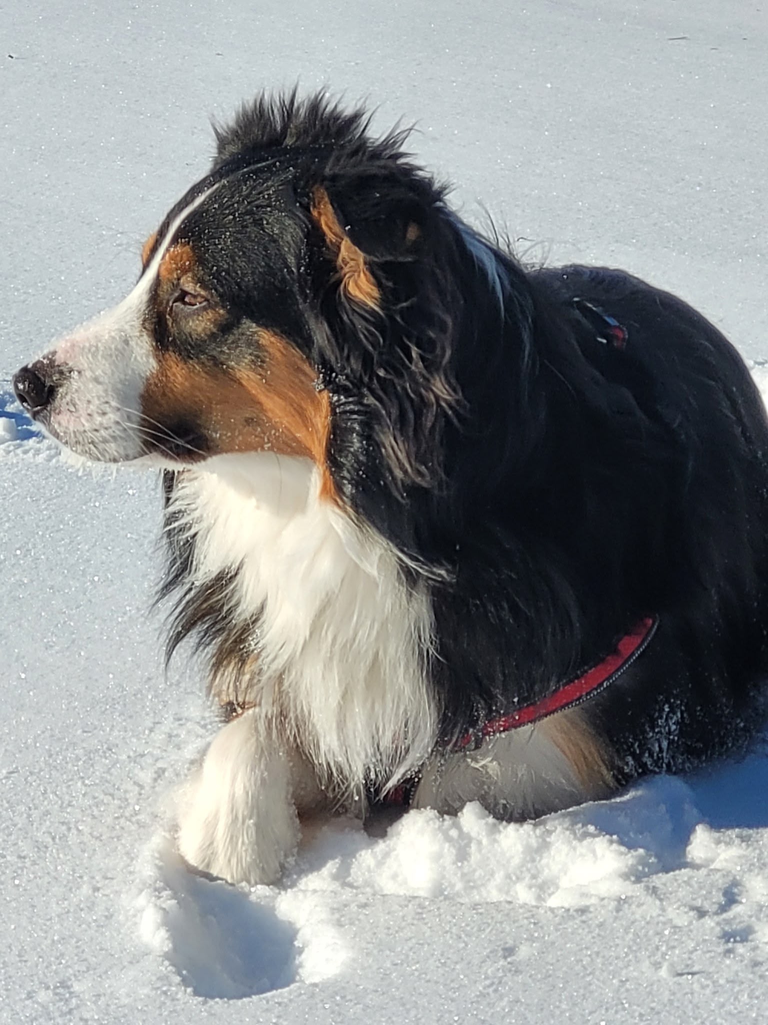 New dog fresh snow | Pets