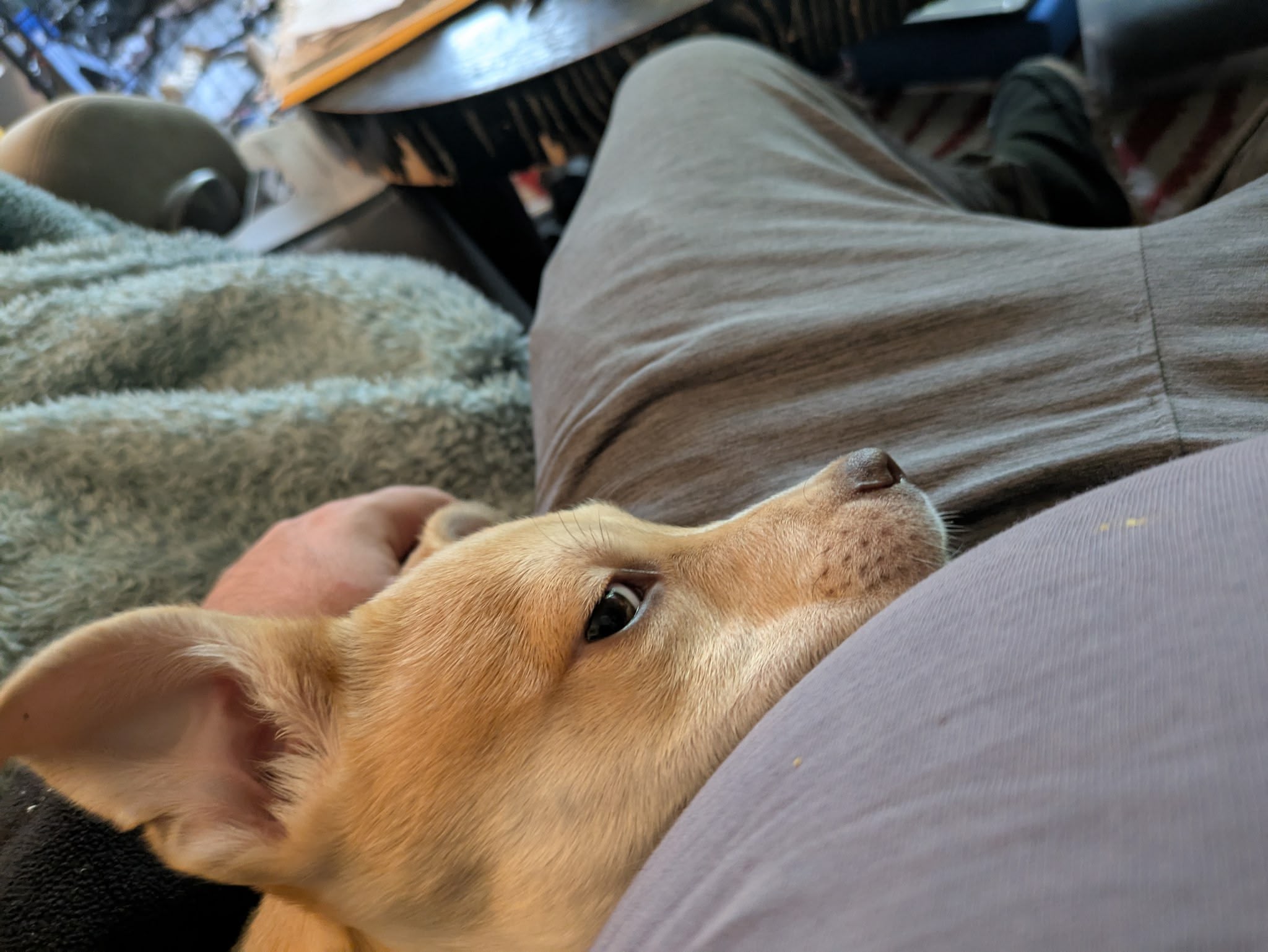 The puppy might be a panda I took the pen she was chewing on away and ...