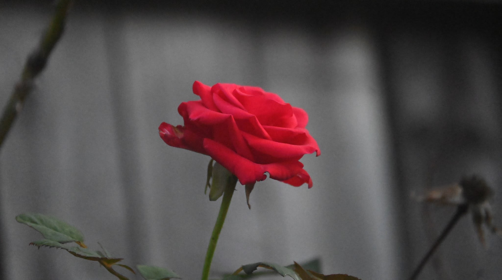 Red rose at home | Roses