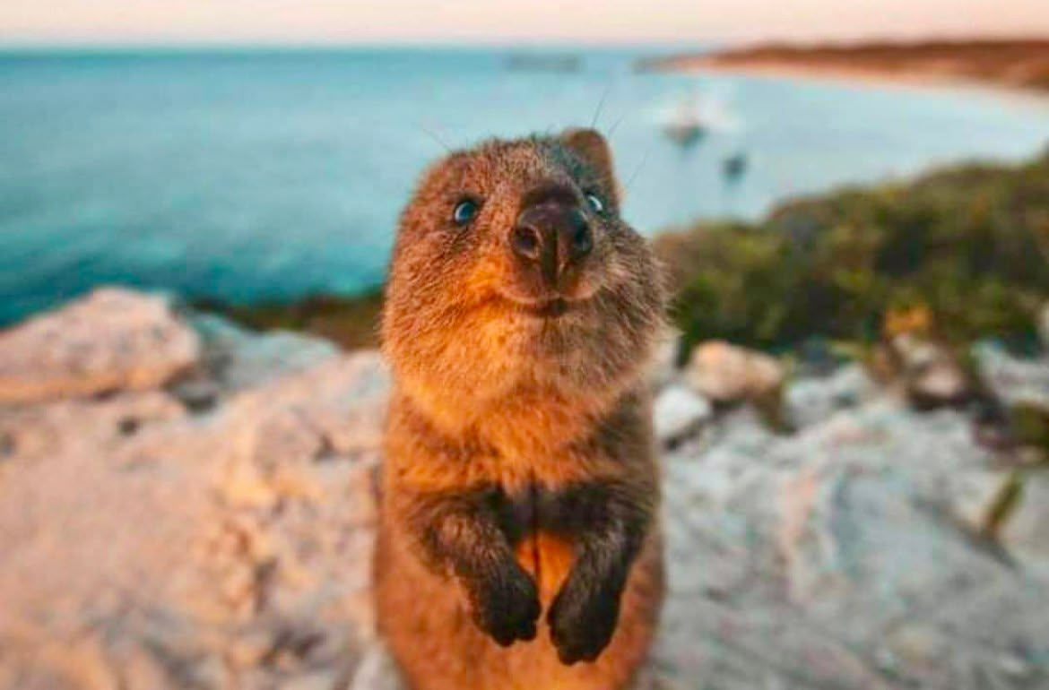 The winners of the 2019 wildlife comedy pictures! That last one thou ...