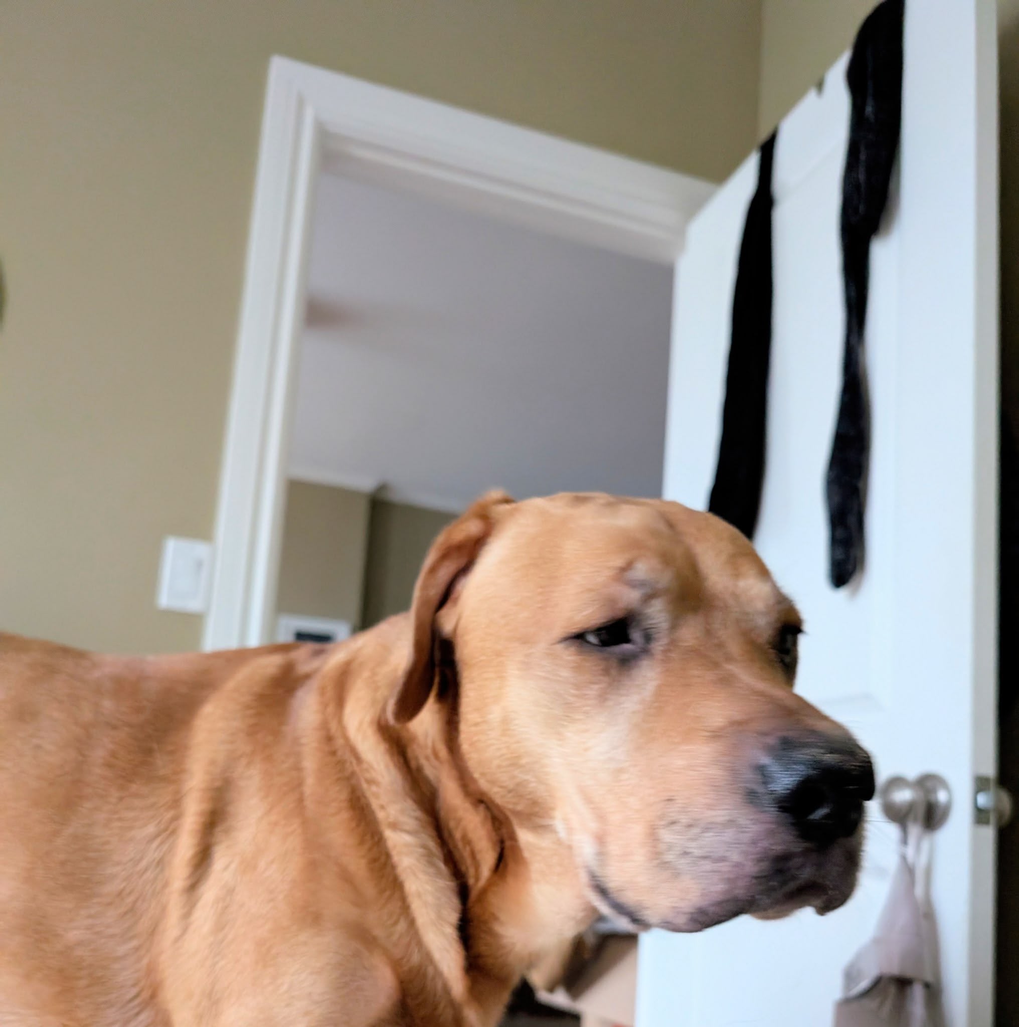 Addie questions your judgement | Dogs