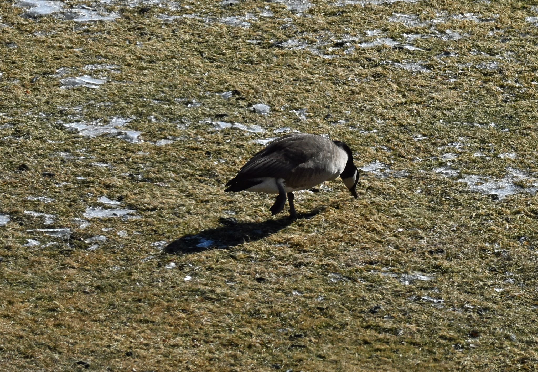 Sad sick Goose This one goose seems to be unable to fly or walk far. I ...