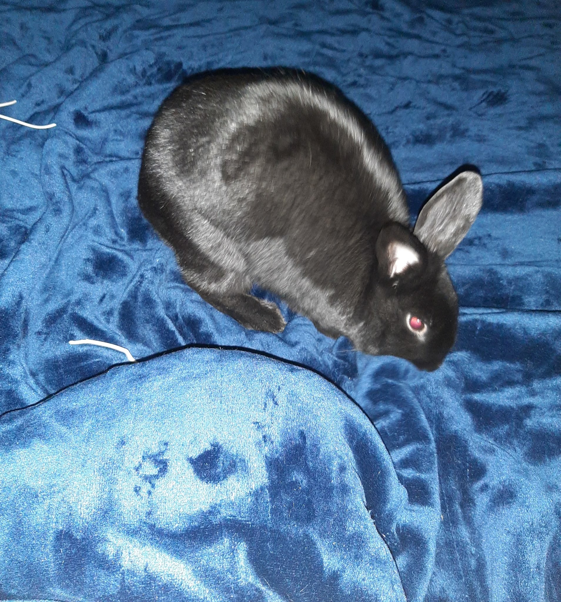 Get a rabbit, they said. It will be so cute, they said. 😀 Here she is ...