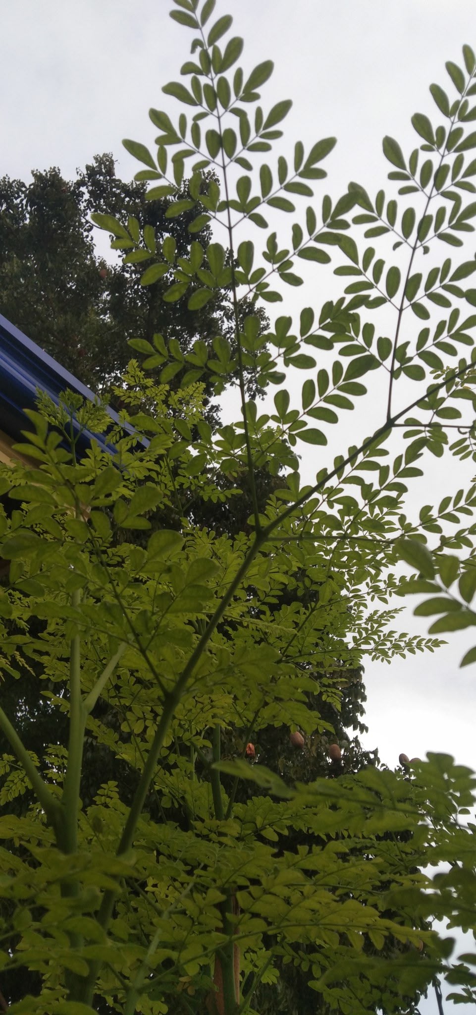 Moringa Leaves MORINGA LEAVES. DISCOVER THE INCREDIBLE HEALTH BENEFITS ...