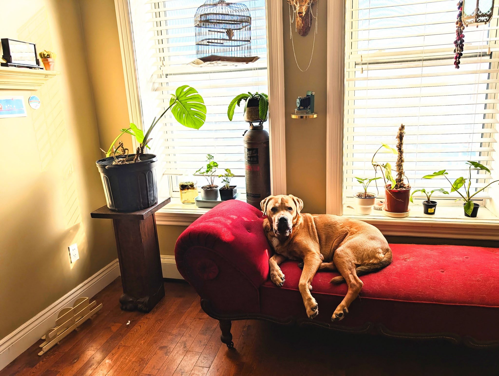 Addie invites you over for tea | Dogs