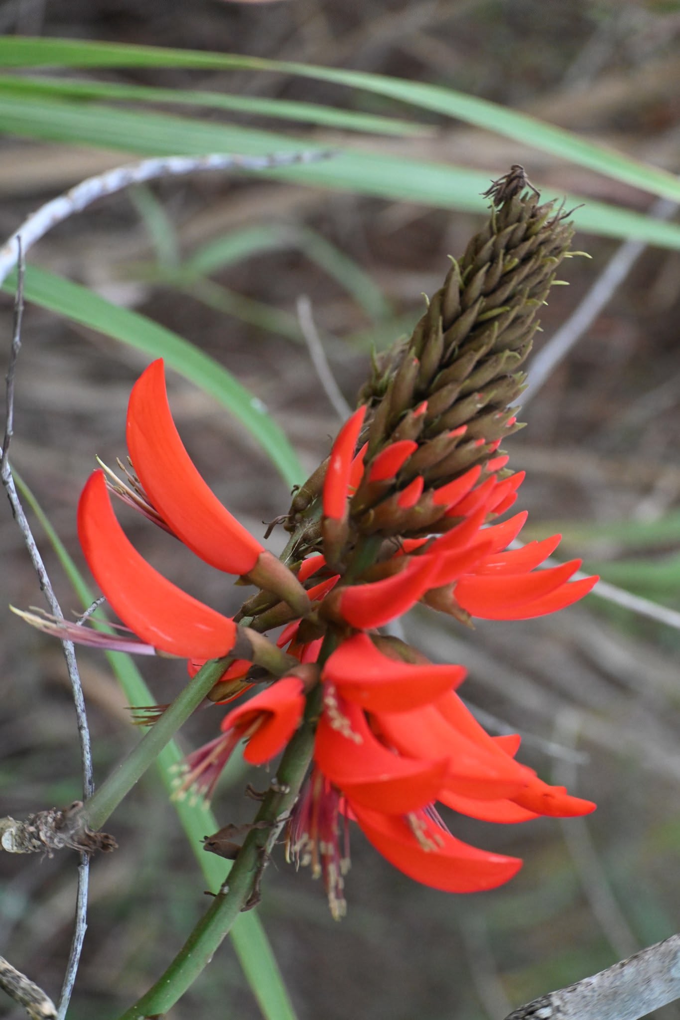 Erythrina variegata AKA Coral Tree | Flowers