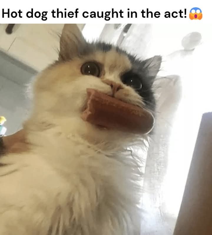 Hot dog thief caught in the act... | Pets