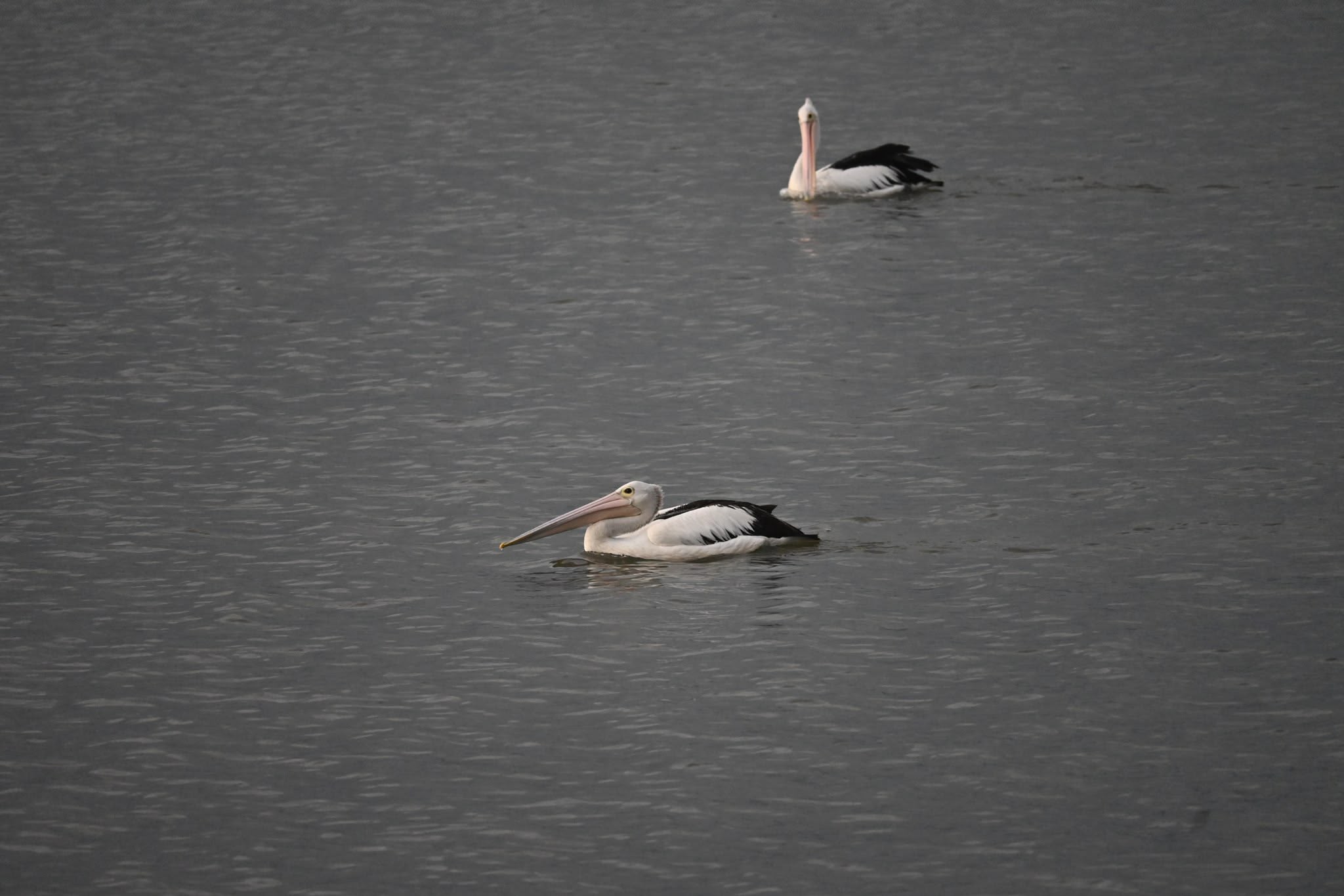Pelican enjoying before the cyclone sets in | Birds