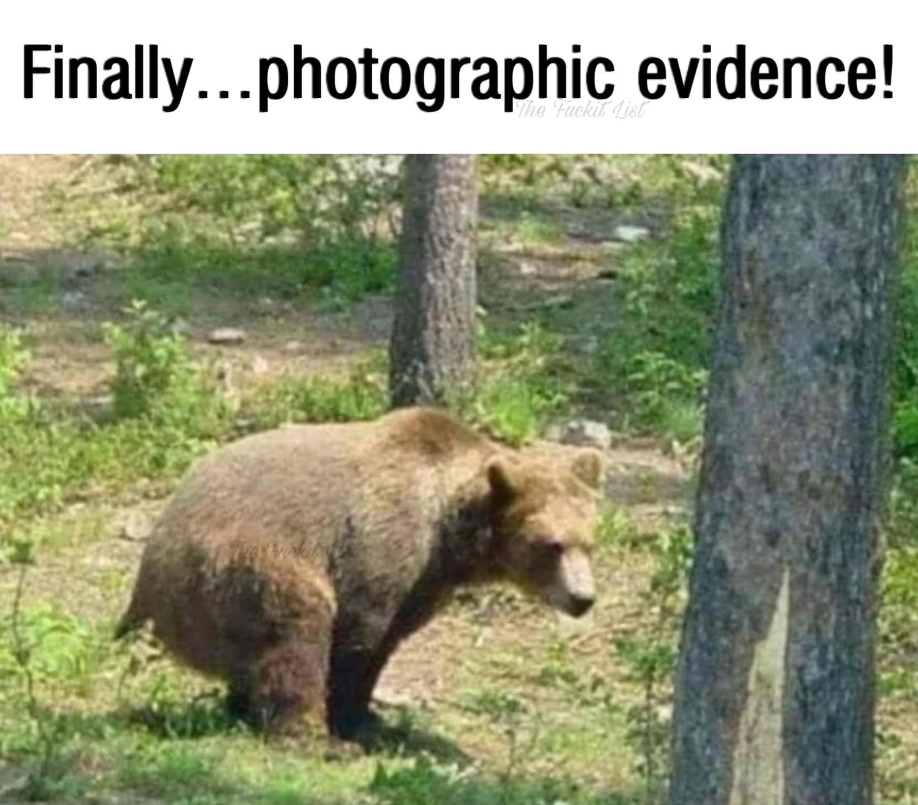 Proof at last That a bear actually does doo-doo in the woods | Stuffed ...