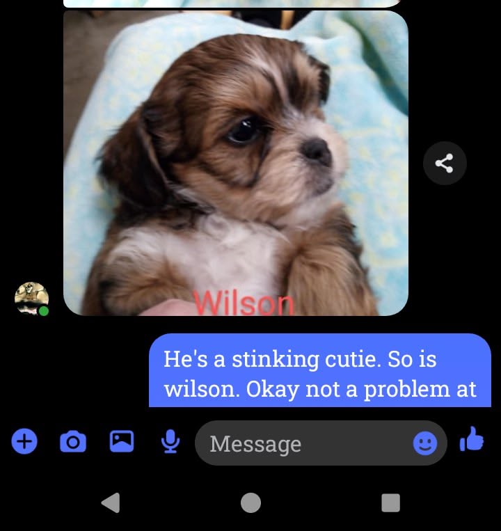 What should I name Wilson? | Aww