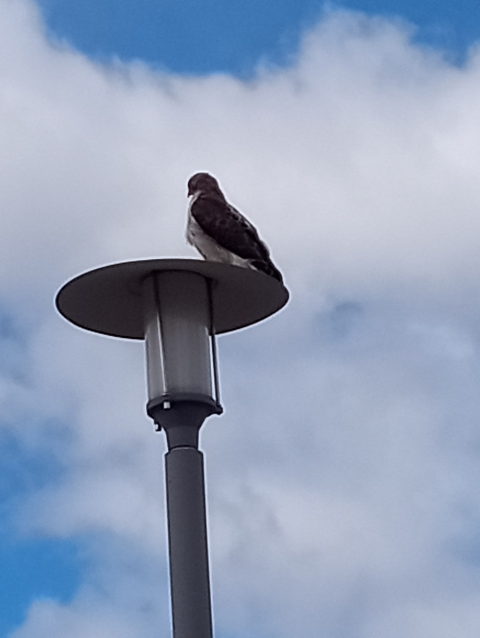 Afternoon beauty Had a hawk join me on a walk☺🩵🪶 | Photography