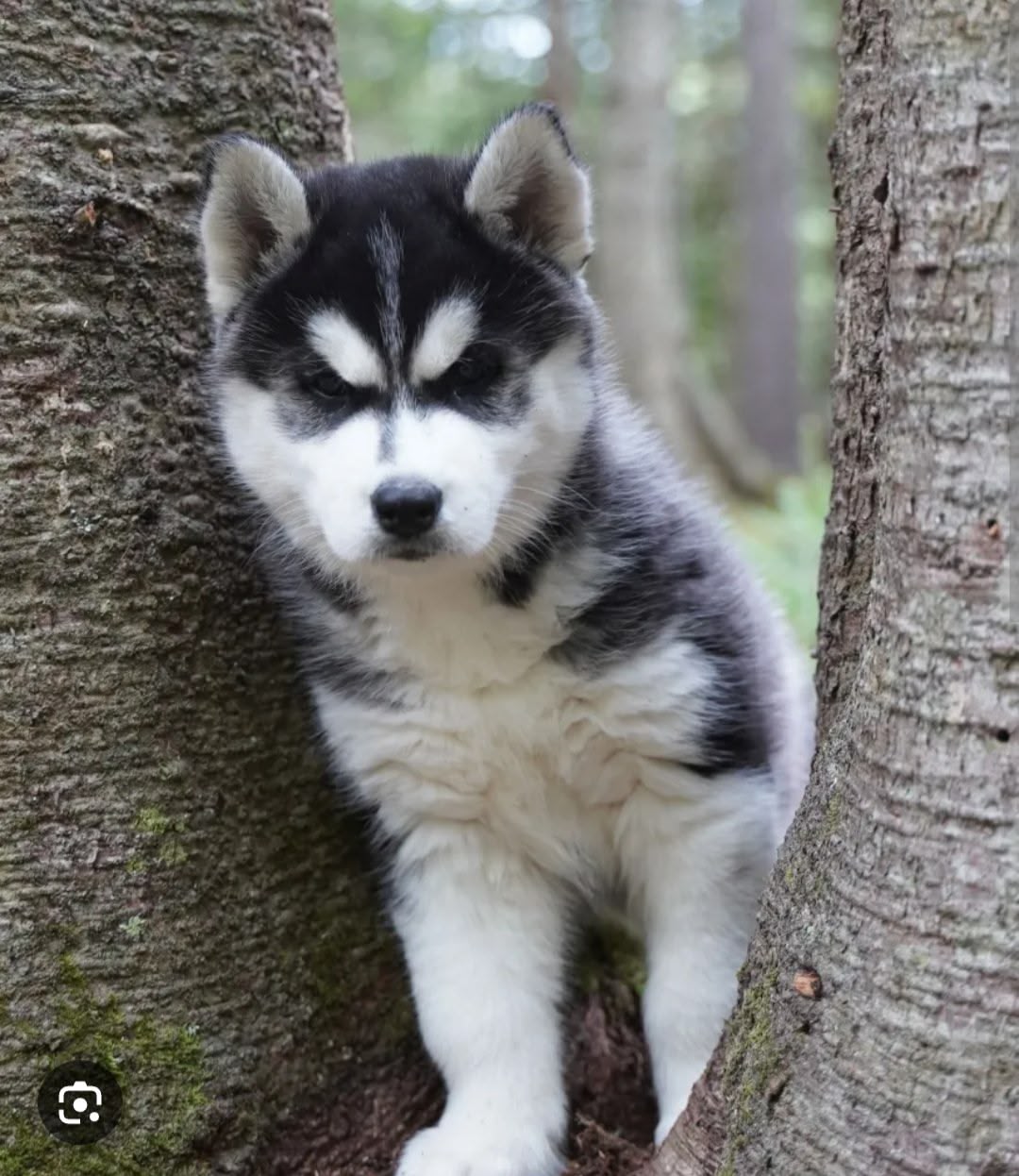 Do some huskies just look angry? It's their eyes isn't it? The huskies ...