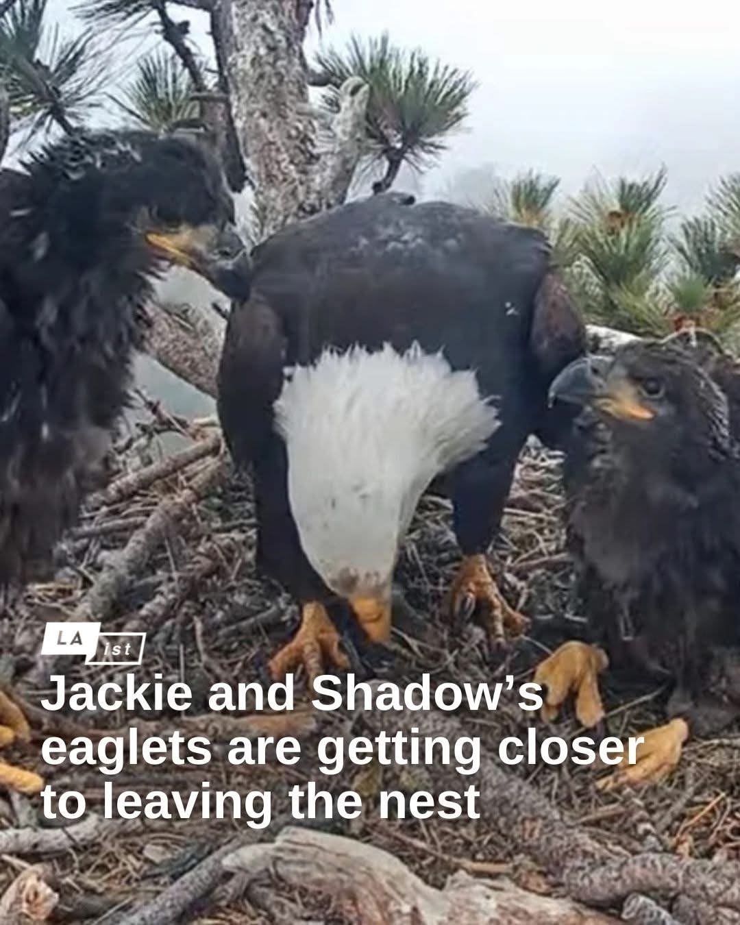 Eagles are growing fast | Eagles