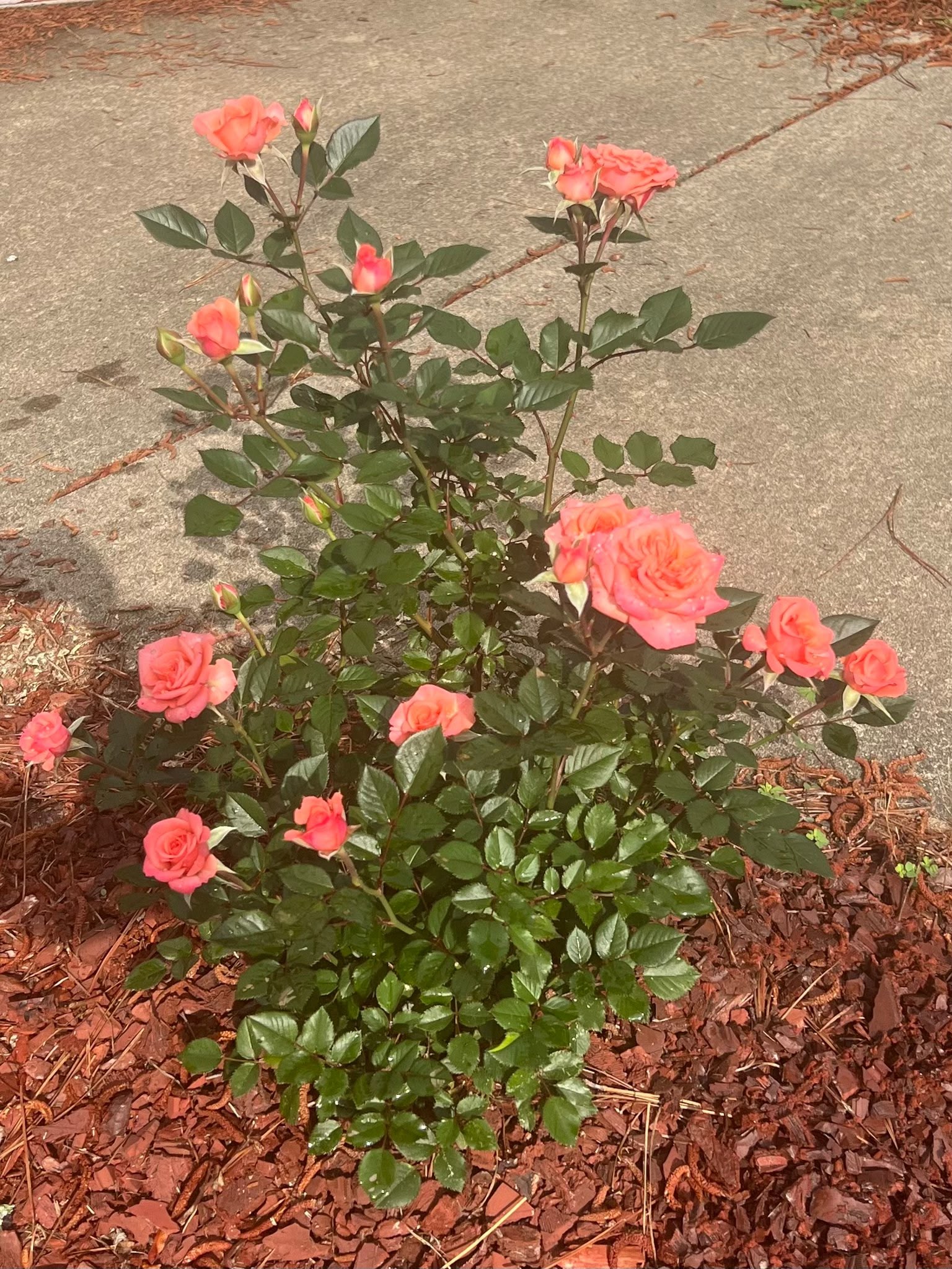 My miniature rose bush…. Isn’t she a beauty? | Flowers