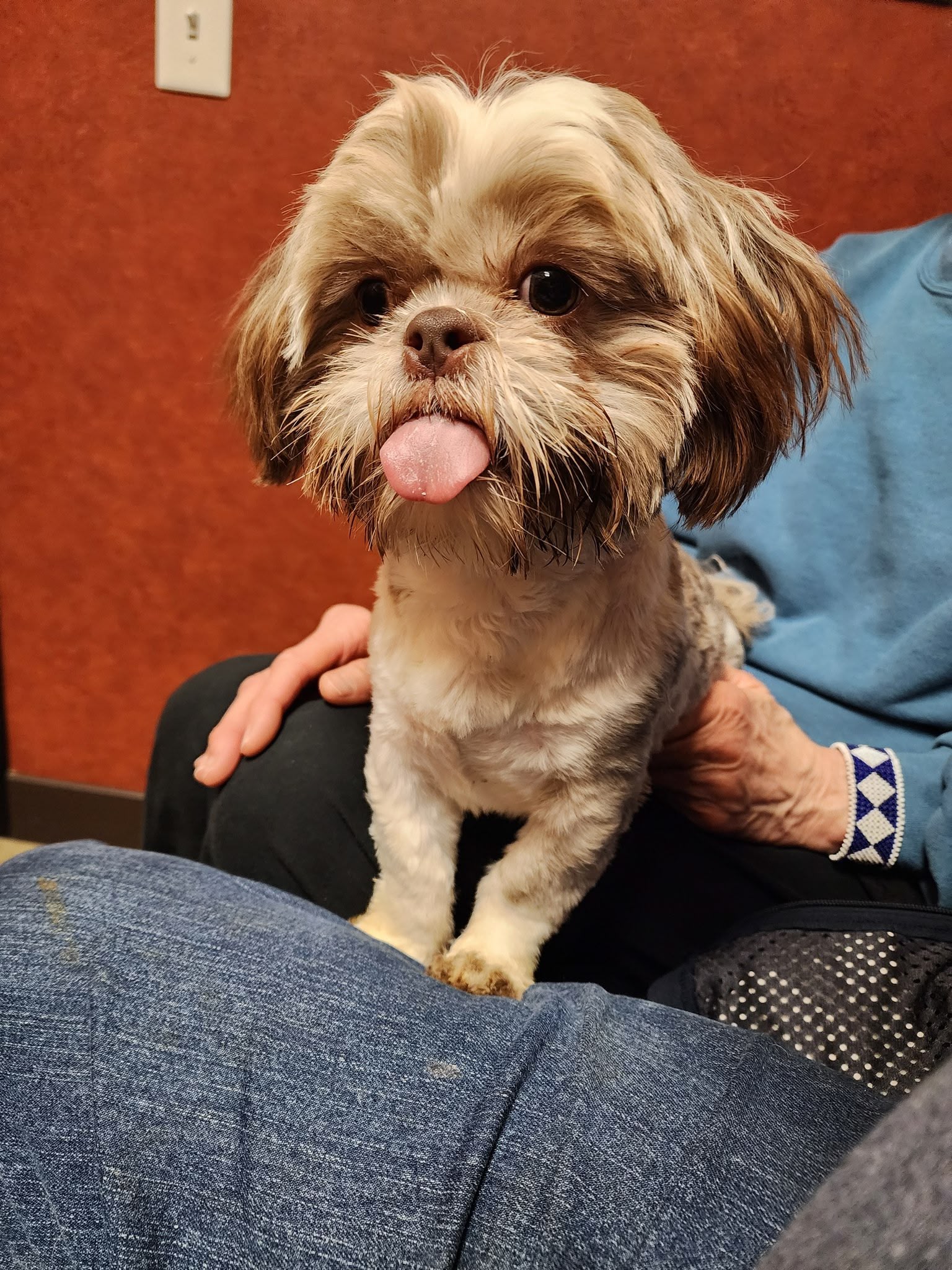 What do you think? Should I get him? | Dogs