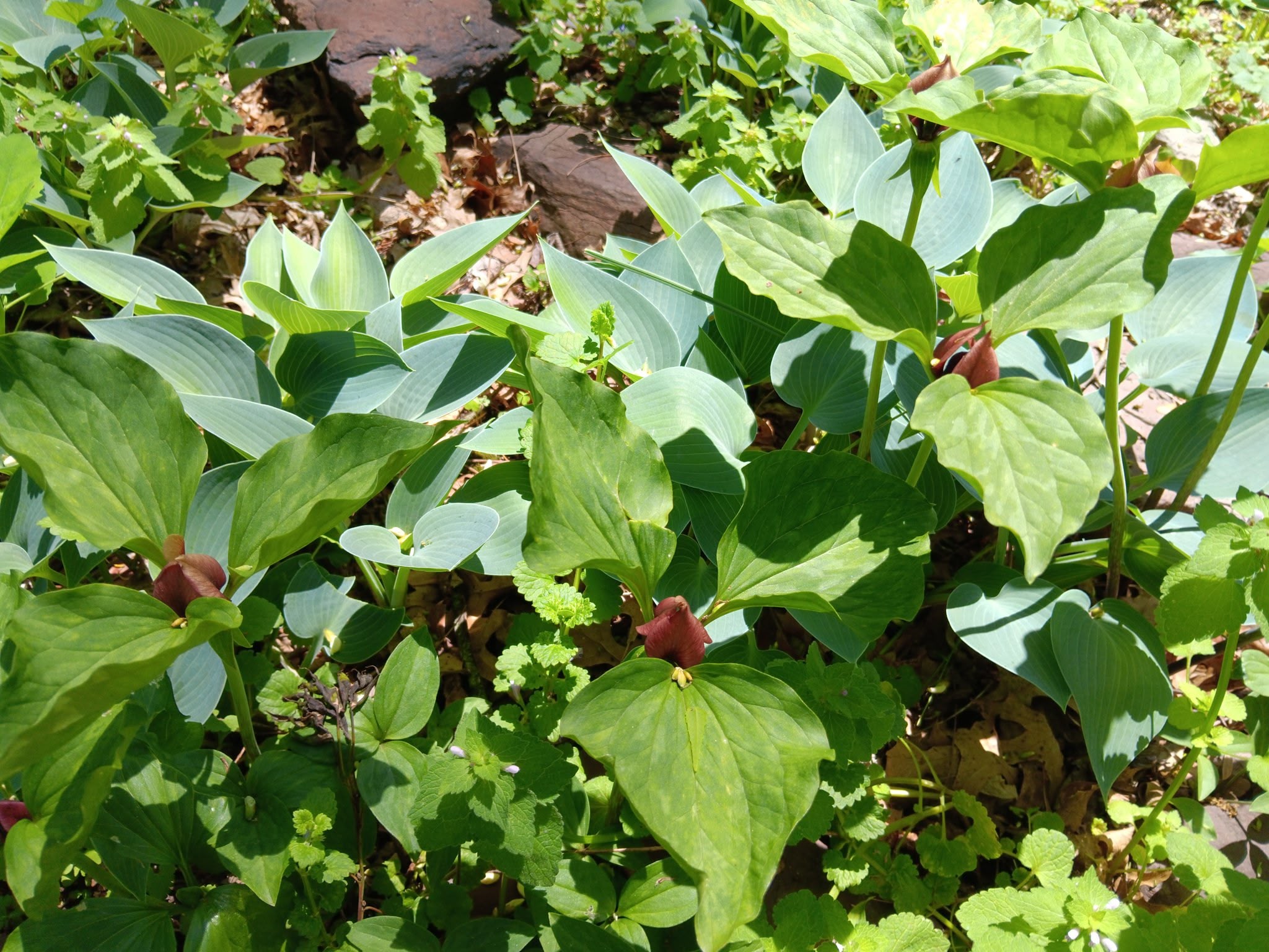 Trillium have found a home in my gardens These native plants are so ...