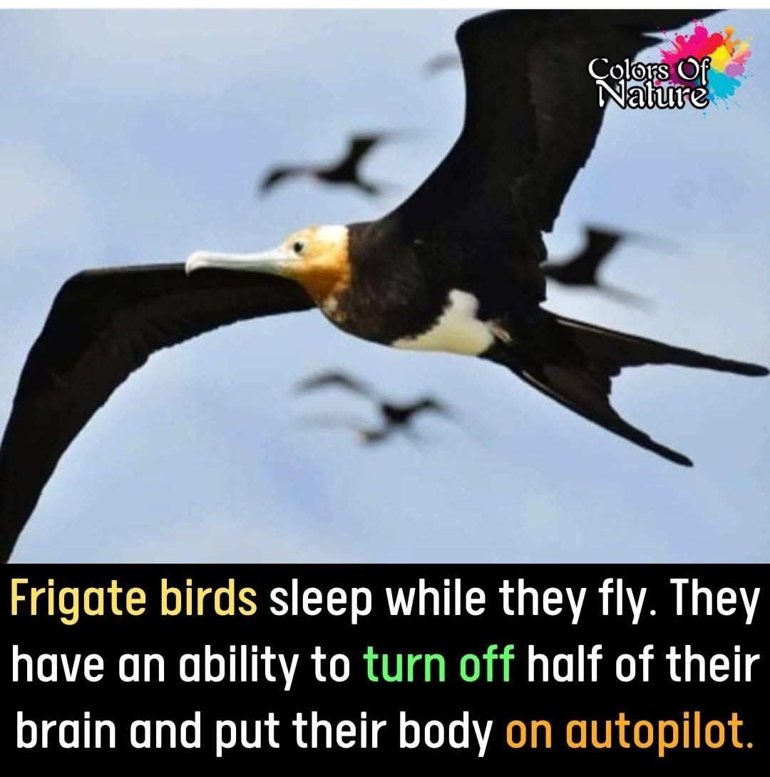 Sleeping birds as they fly Frigate birds are fascinating creatures ...