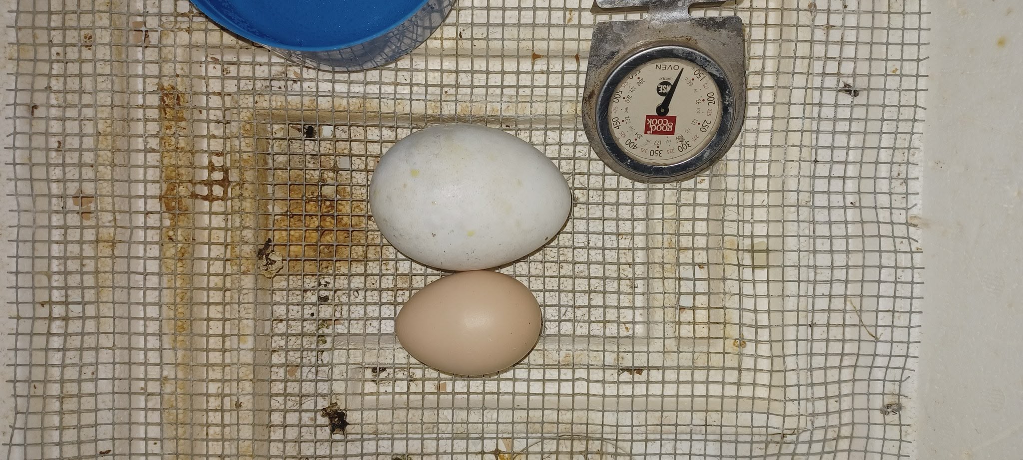 Hey can you guess what kind bird is making a home in my ponds? Here are ...