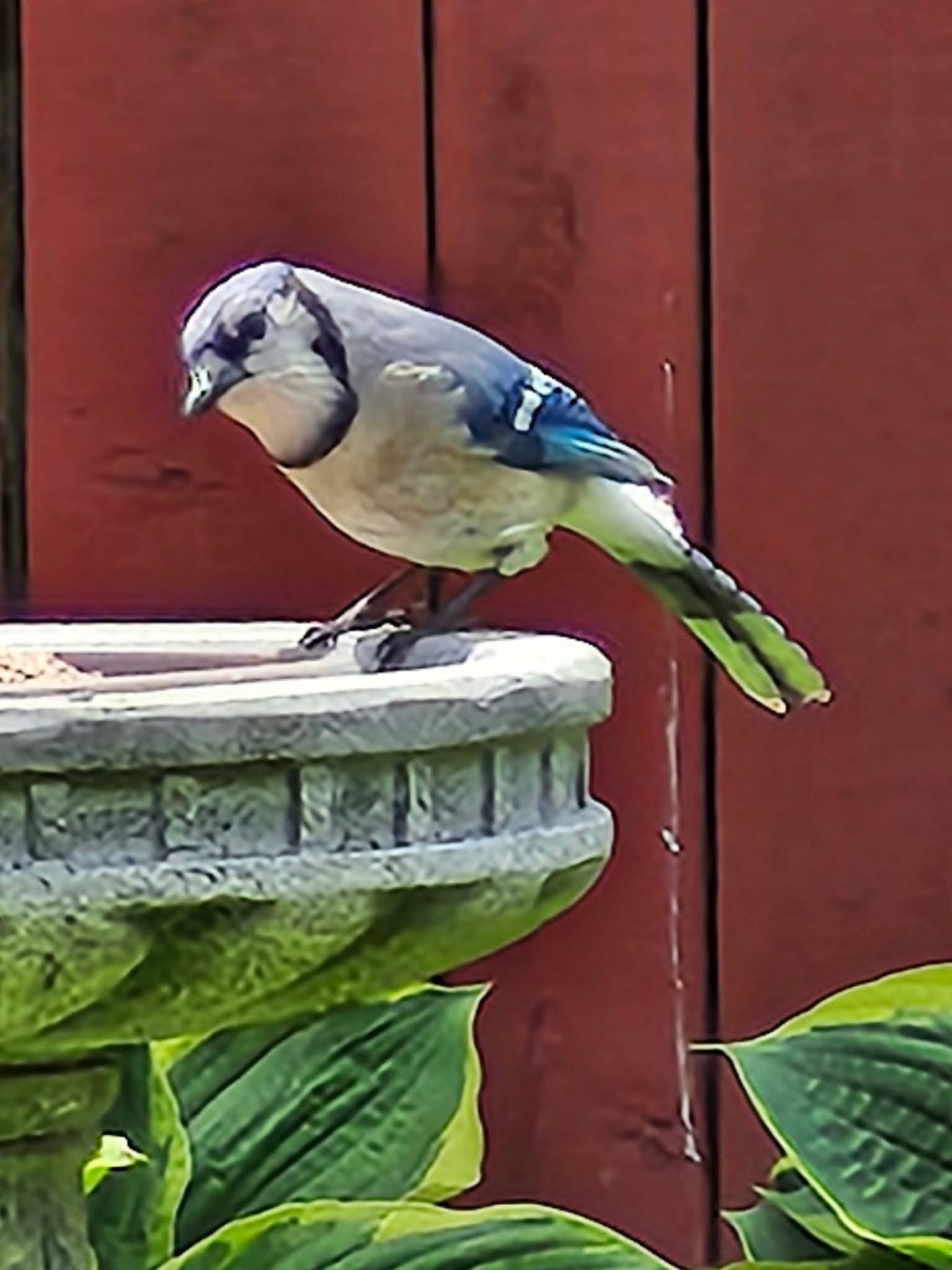 A sweet blue jay graced me with his presence 🥲 | The Sun