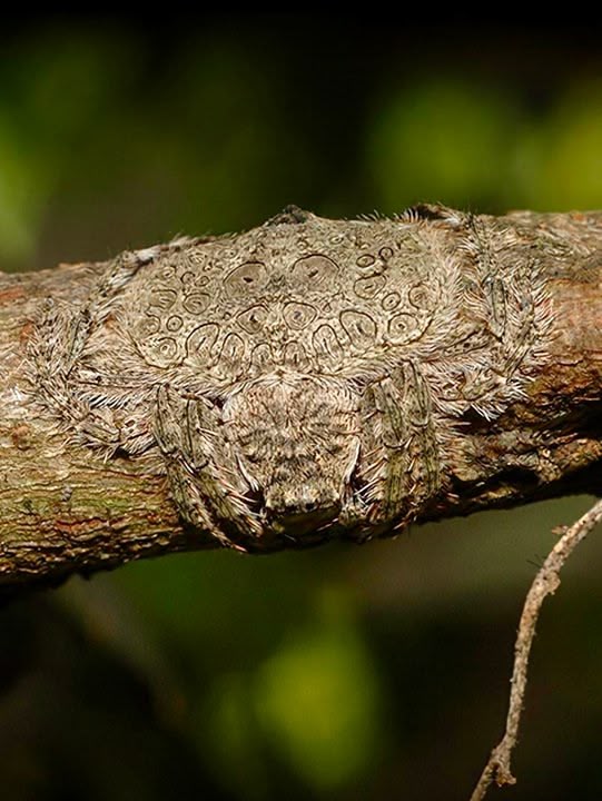 Have ya ever seen the australian wrap around spider? Ahhhhh! Nope nope ...