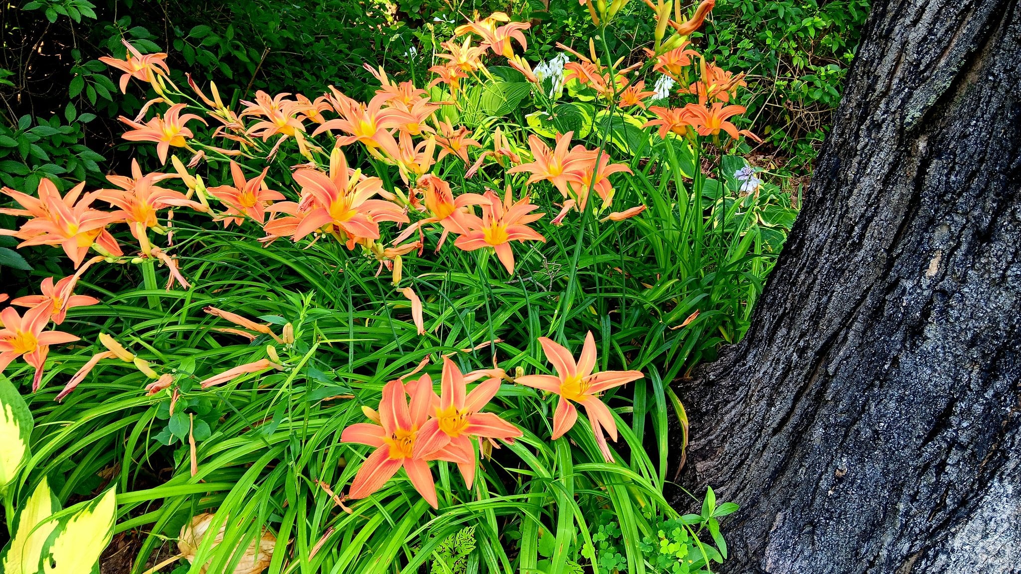 High summer around the yard Last night a billion fireflies put on a ...