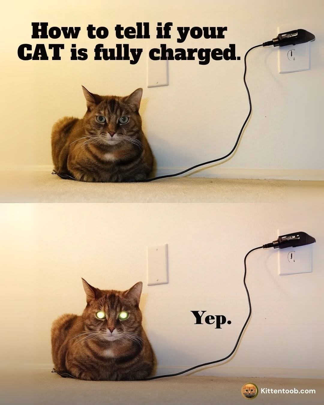 Even cats have charging systems | Funny