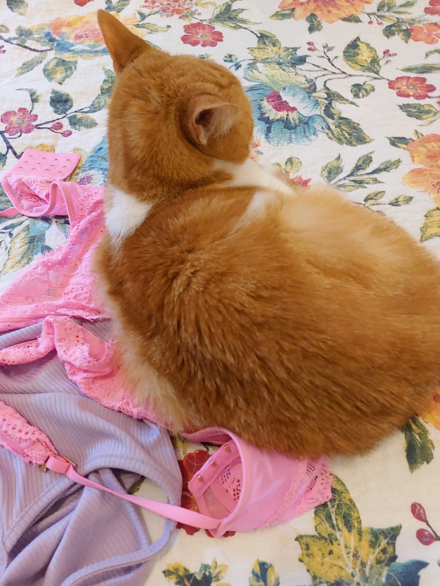 My crazy cat loves to lay on my bra 😹 | Cats