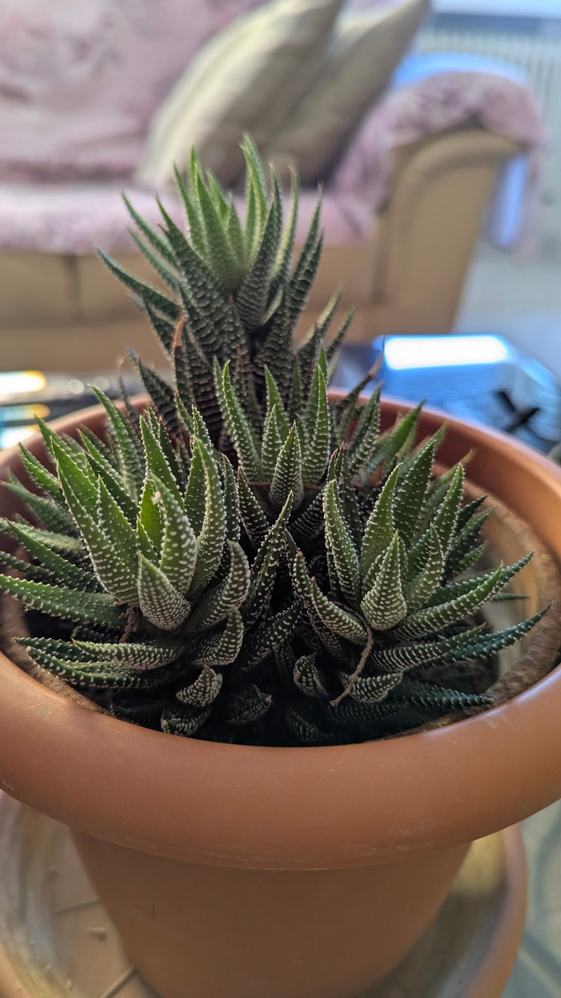 Say hello to my new senators 🪴 | Plants