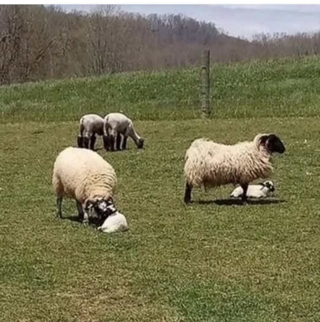 Animals know Last night was heavy. One of the ewes gave birth, but her ...
