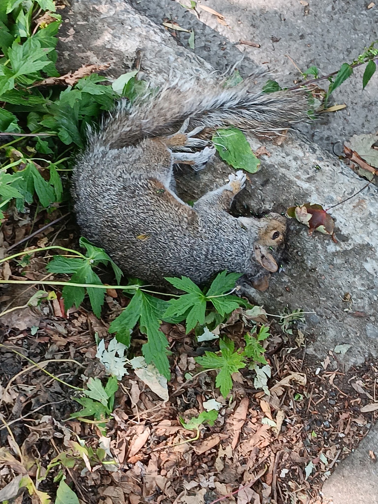 rest in peace poor squirrel Life is always hard...... | Peace In Nature