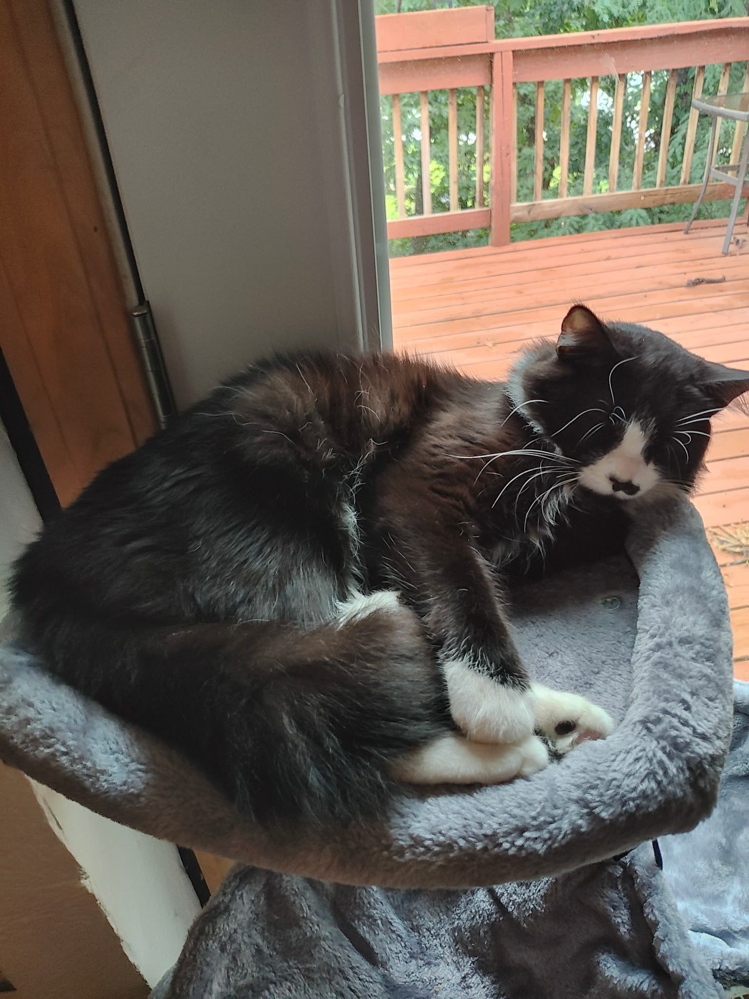 So I have a cat I'm still trying to process this and how it happened ...