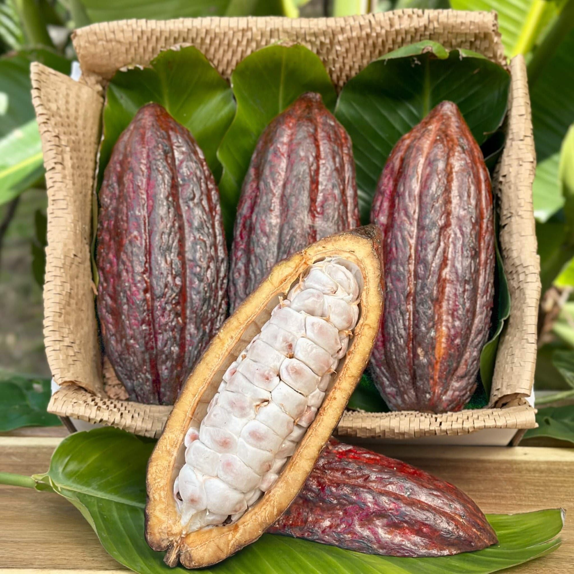 Did you know: what cacao pod looks like inside? cacao pod is the fruit ...
