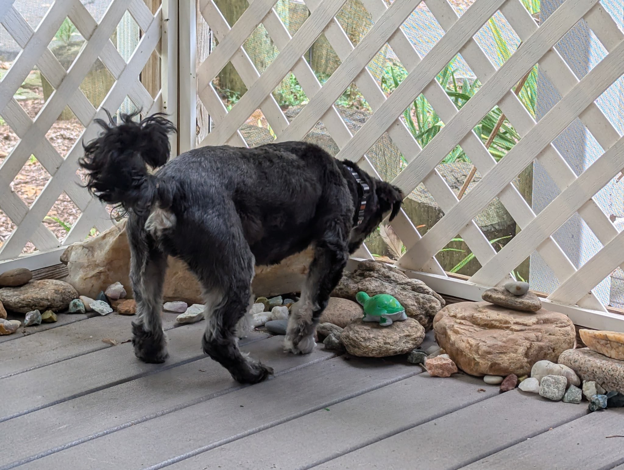 🕷 Alien the Mammalian likes crunchy spiders 🕷 | Aliens