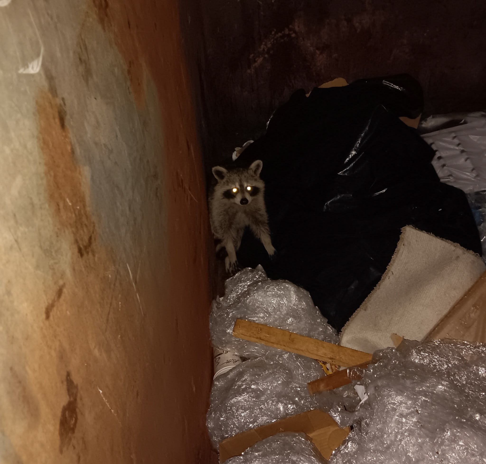 Saved another raccoon from the dumpster at work This one was just a ...