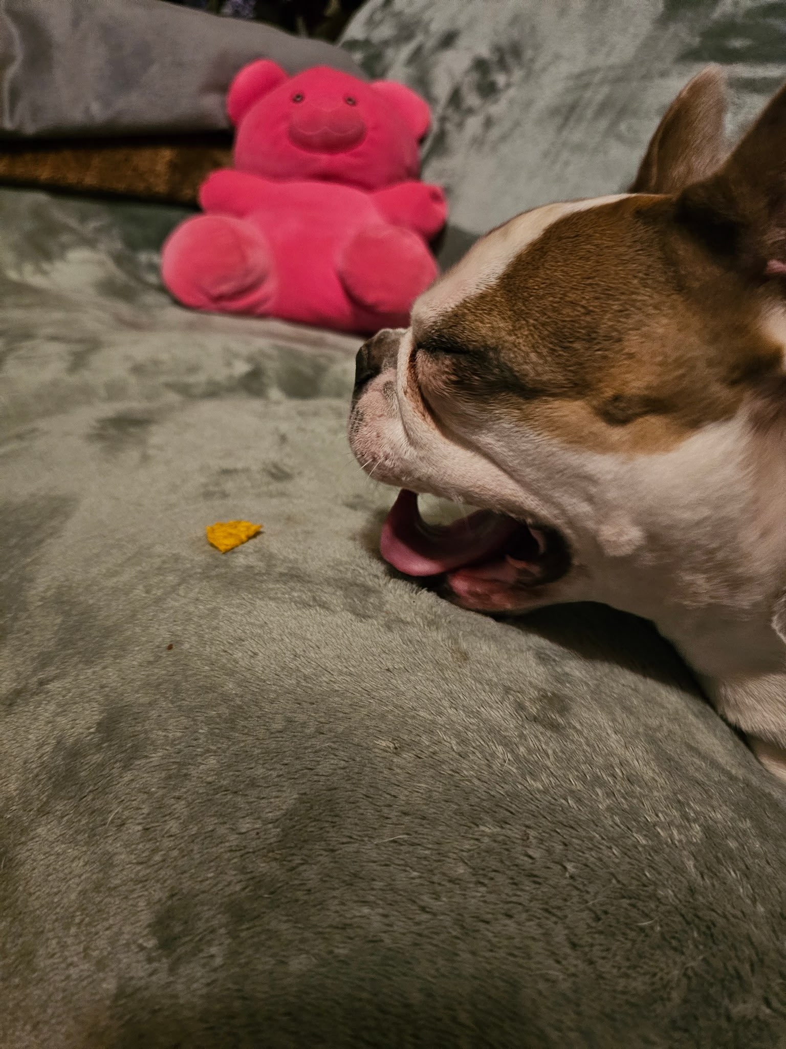 Should I eat the potato chip or go to sleep? | Pets