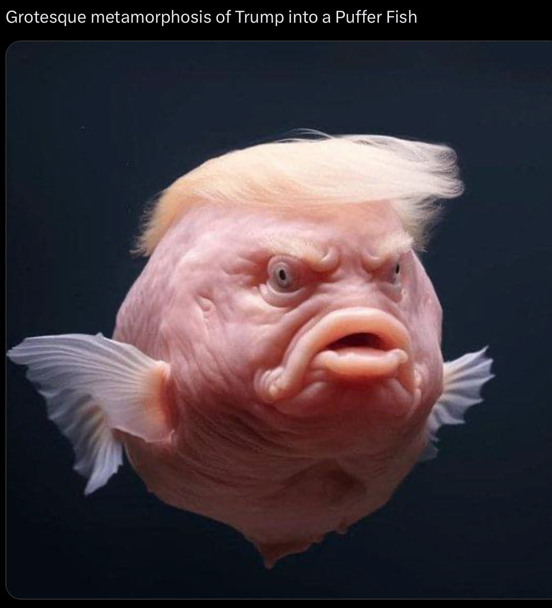 Donald Trump Blow Fish and the Image that inspired it! | Donald Trump