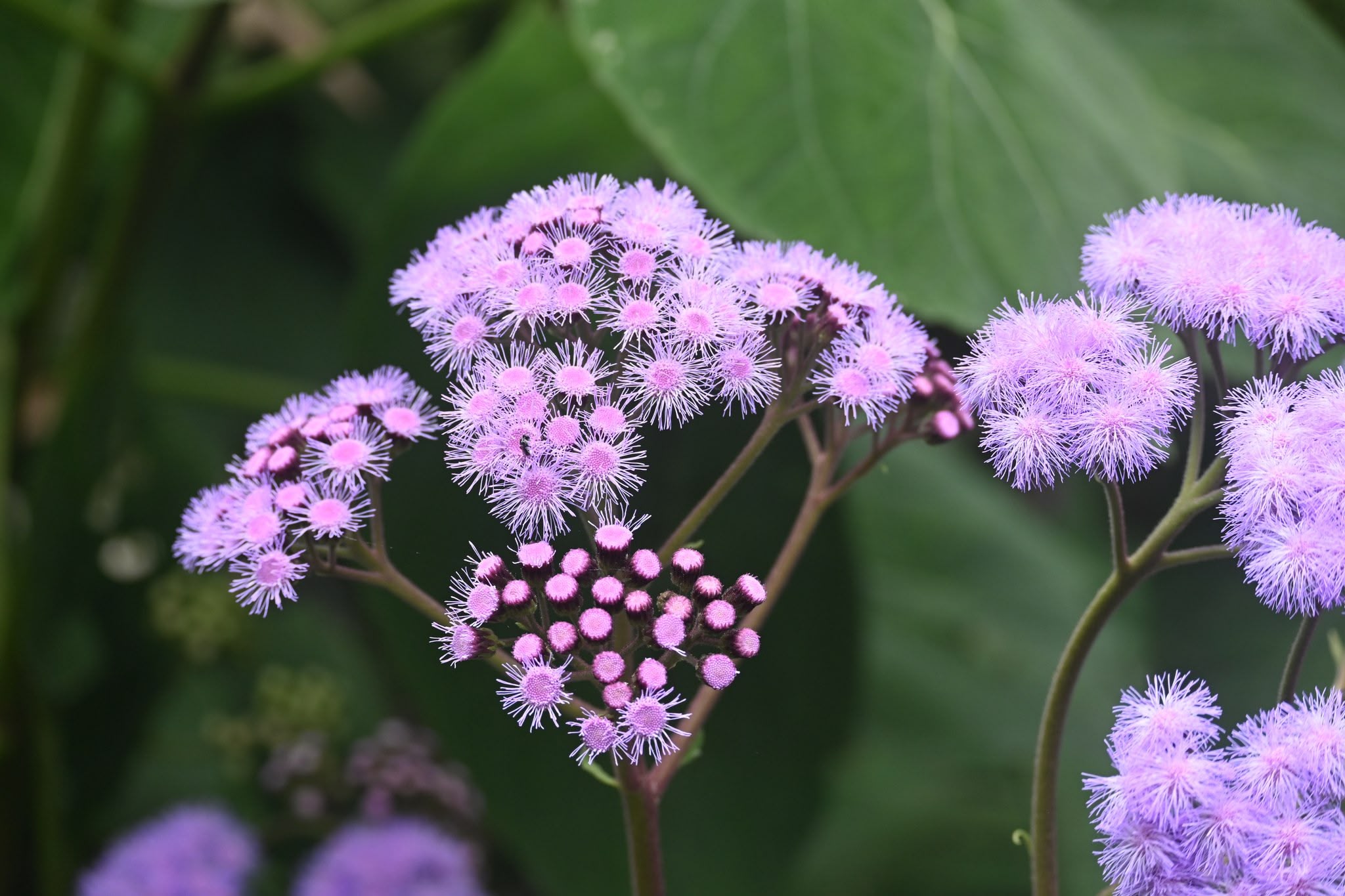 Bartlettina sordida, commonly known as Purple Torch, Blue Mist Flower ...