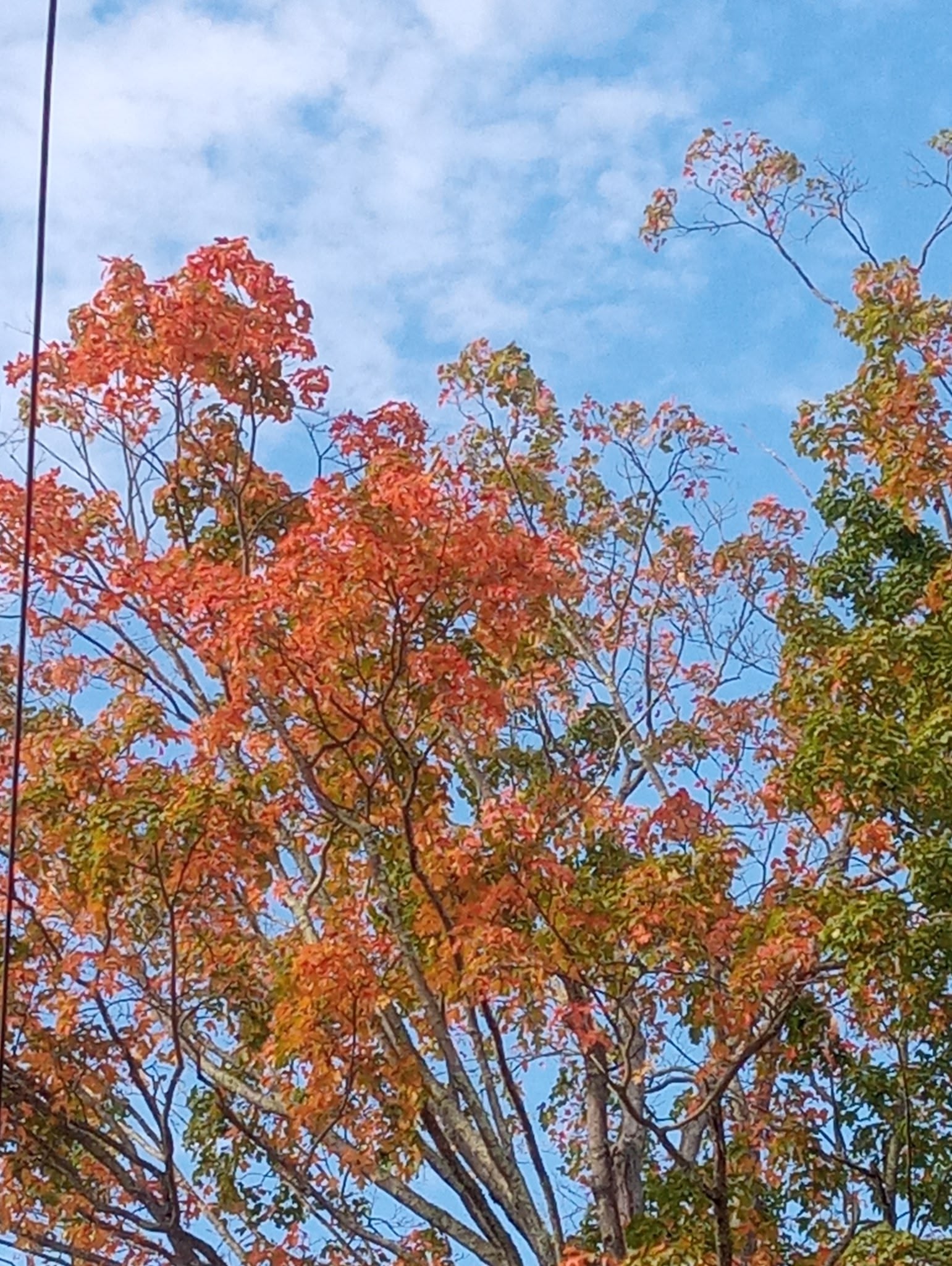 First SWeeps peeps of fall | Nature & Outdoors