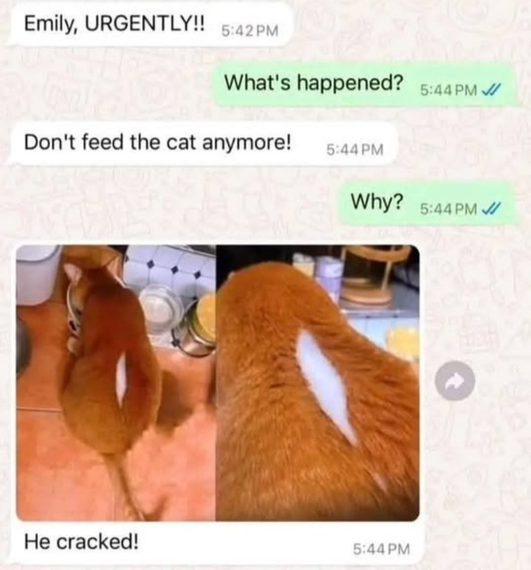 The cat split..... | Cats & Dogs