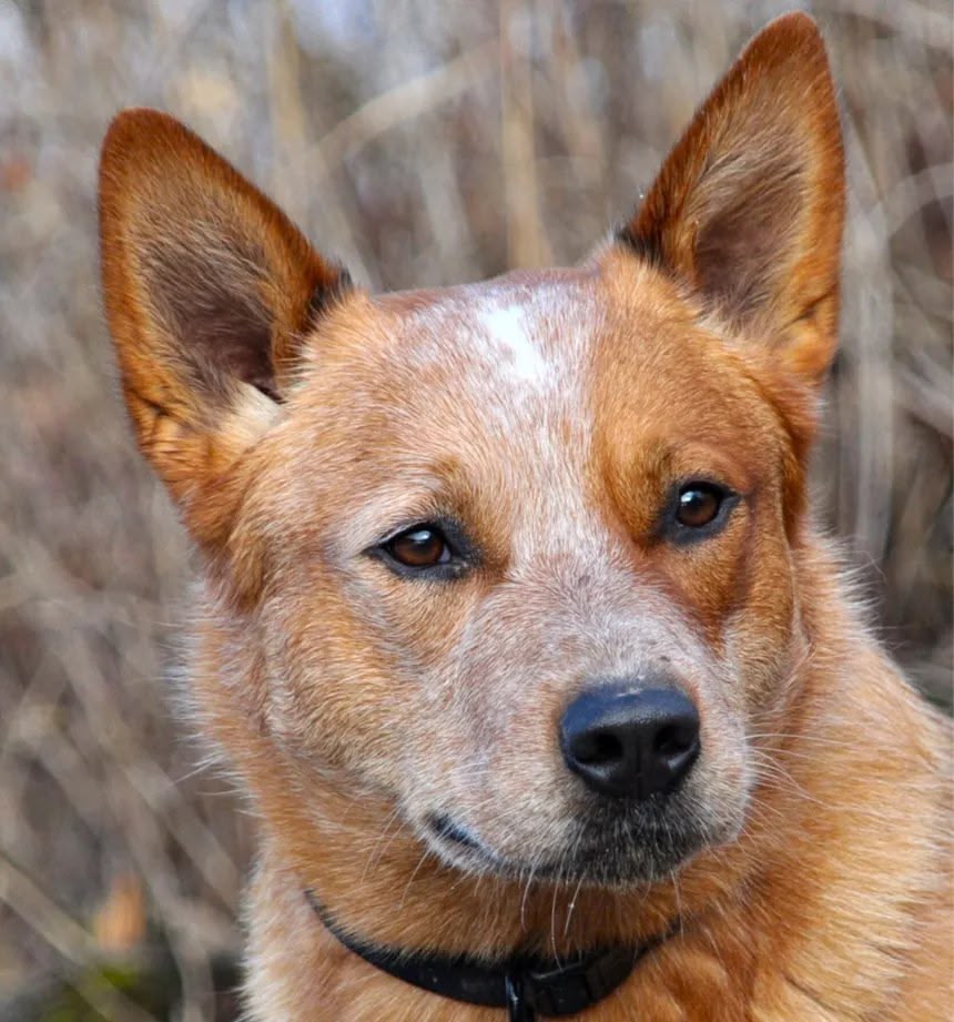 Random Heeler appreciation post. 😍 The most badass Dog in the world ...