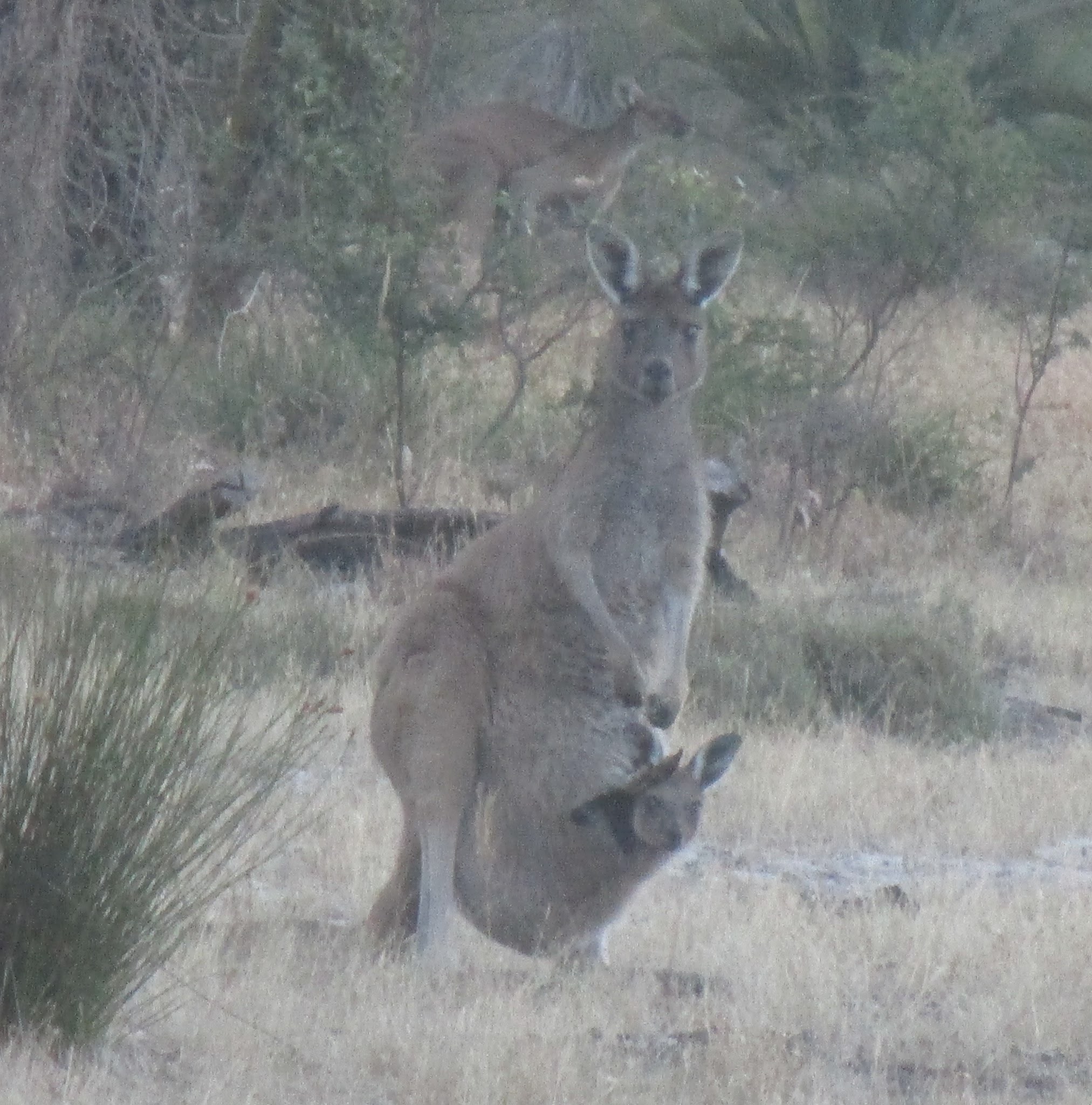 Surrounded by Kangaroos at my holiday destination Does with joeys in the pouch. A big buck ...