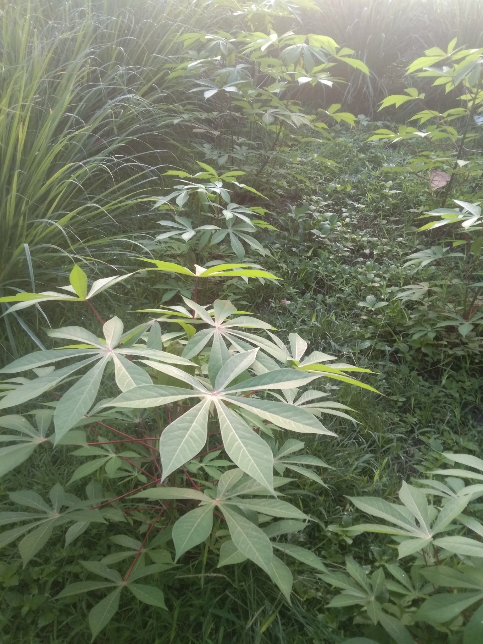 Lemon grass,cassava and weeds... | Gardening