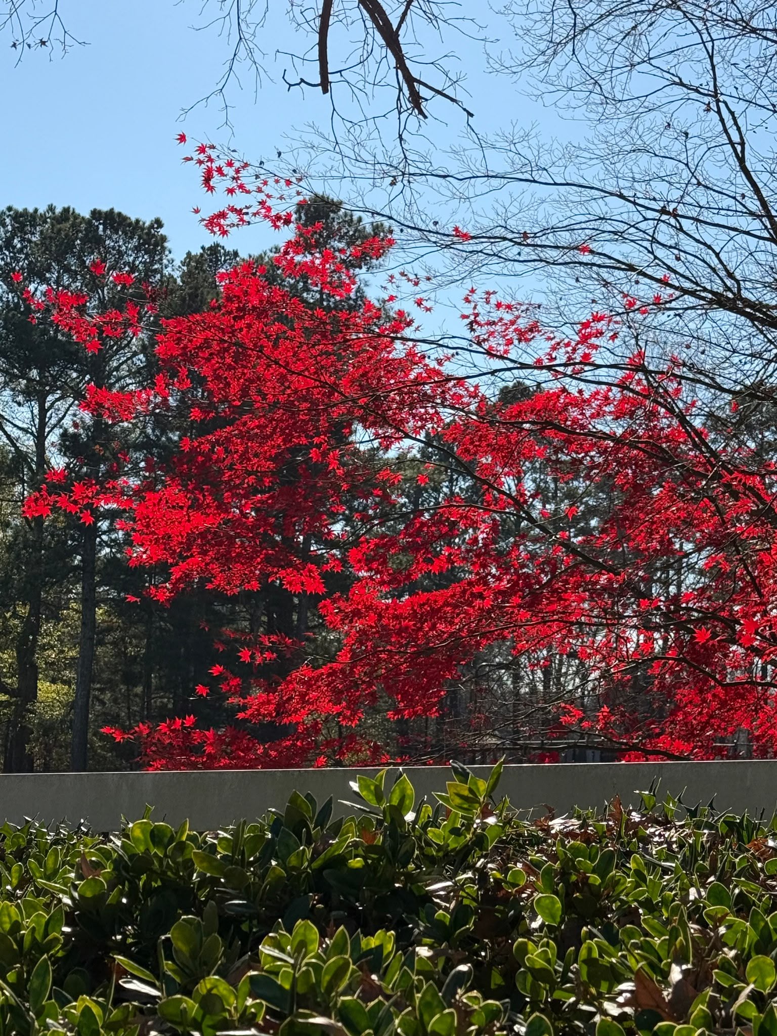 Japanese Maple Christmas colors Tree is still holding on to these ...
