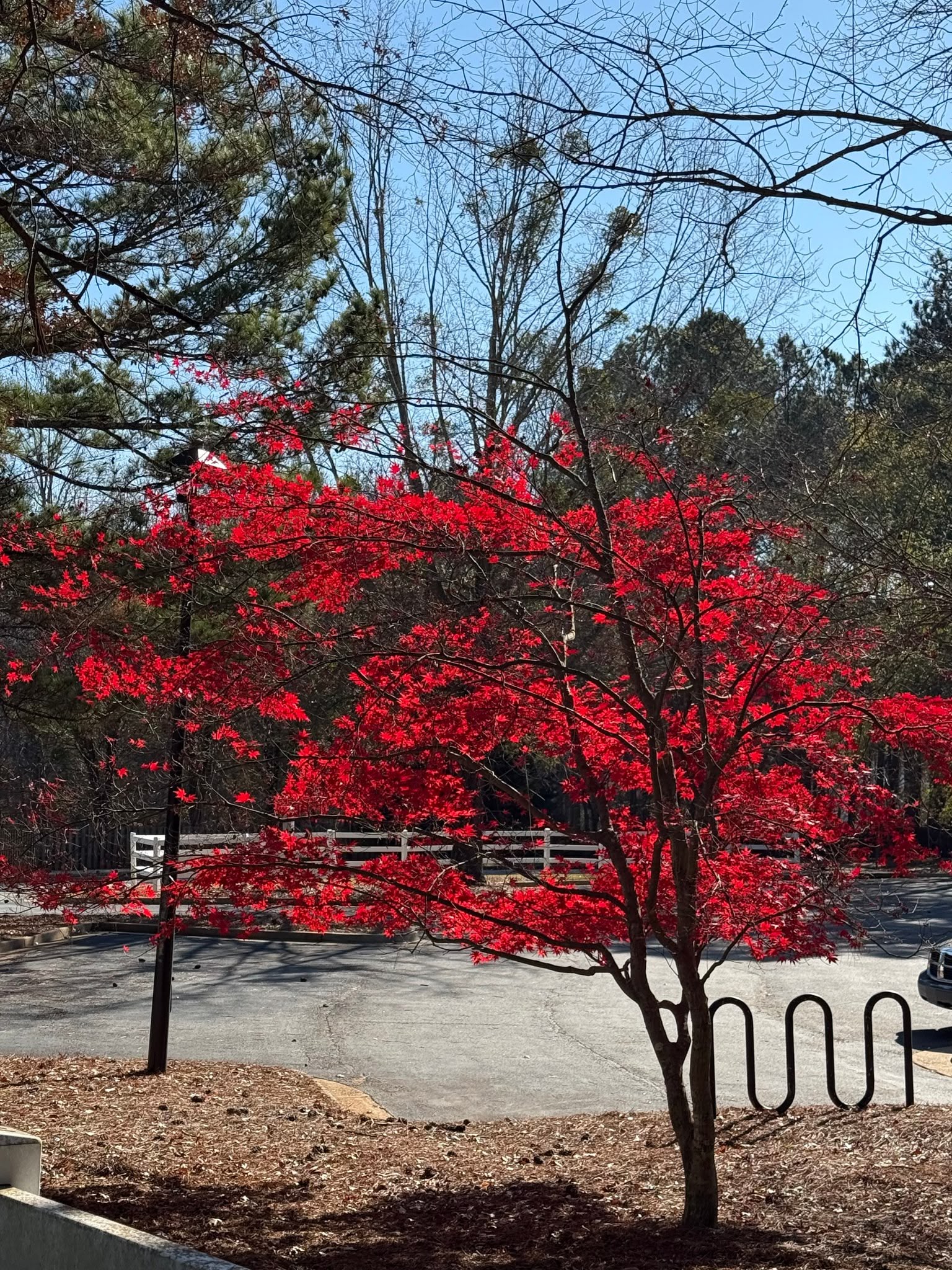 Japanese Maple Christmas colors Tree is still holding on to these ...